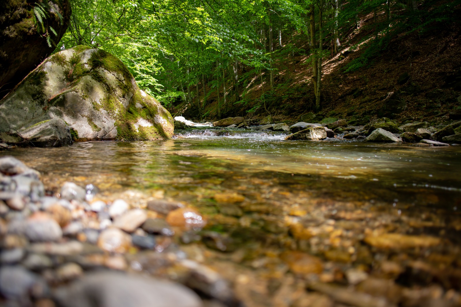 Râul Vâlsan - Cheile Valsanului